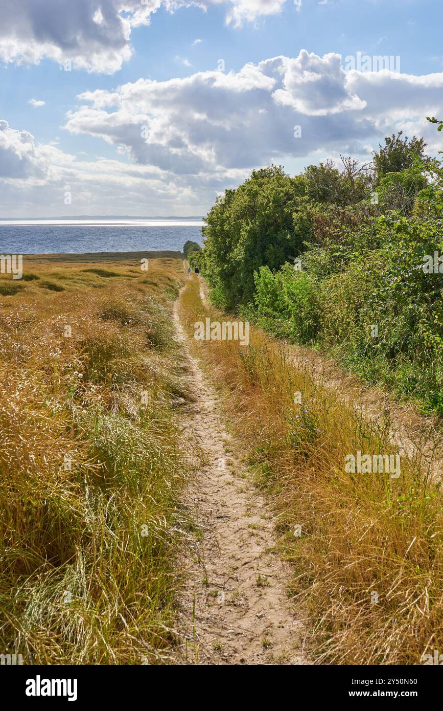 Path, trees and travel outdoor in nature with blue sky for ocean ...