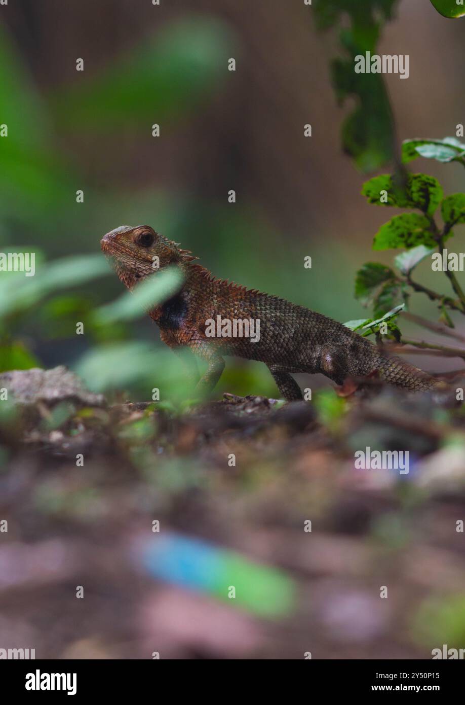 shot on outside calotes. Invasive reptile that lives in Indonesia Stock ...