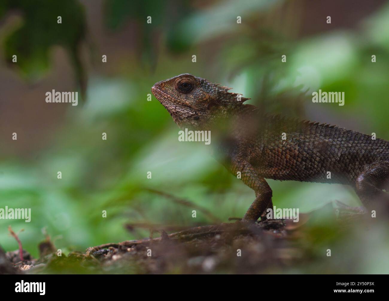 shot on outside calotes. Invasive reptile that lives in Indonesia Stock ...
