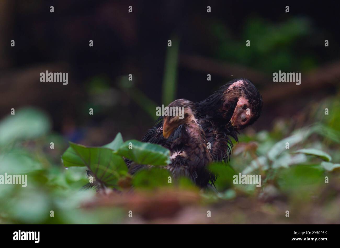 Chicken chicks are wet and cold after the rain Stock Photo - Alamy