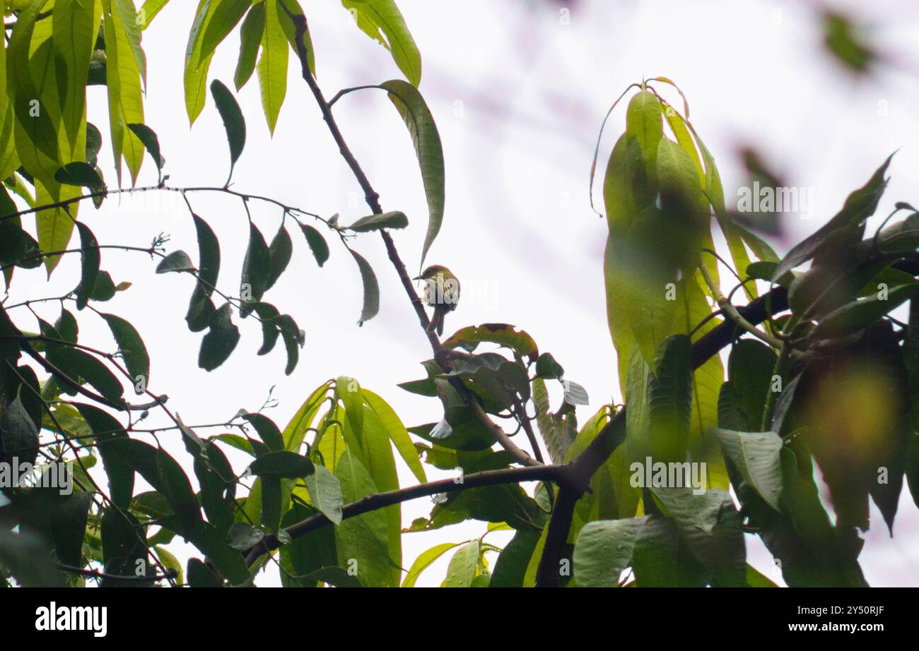 shot on the cipoh bird or aegithina tiphia on a tree branch Stock Photo ...