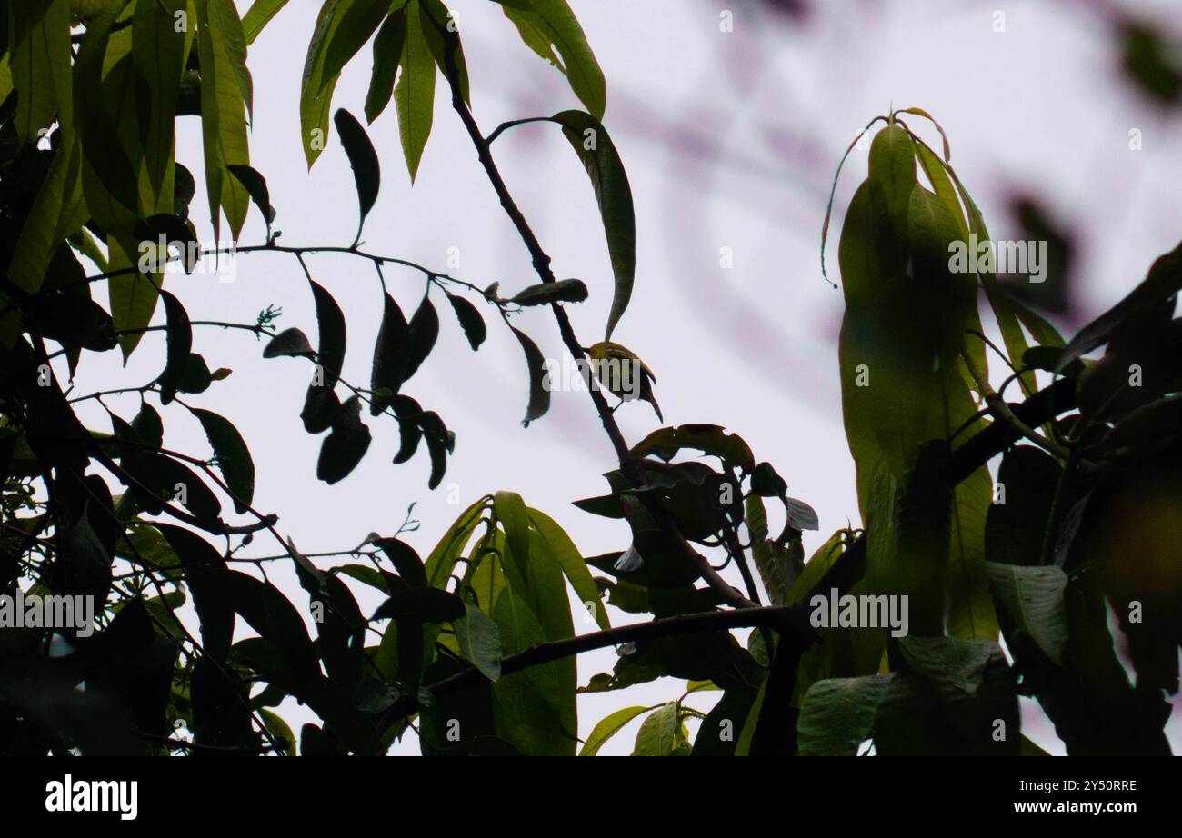 shot on the cipoh bird or aegithina tiphia on a tree branch Stock Photo ...