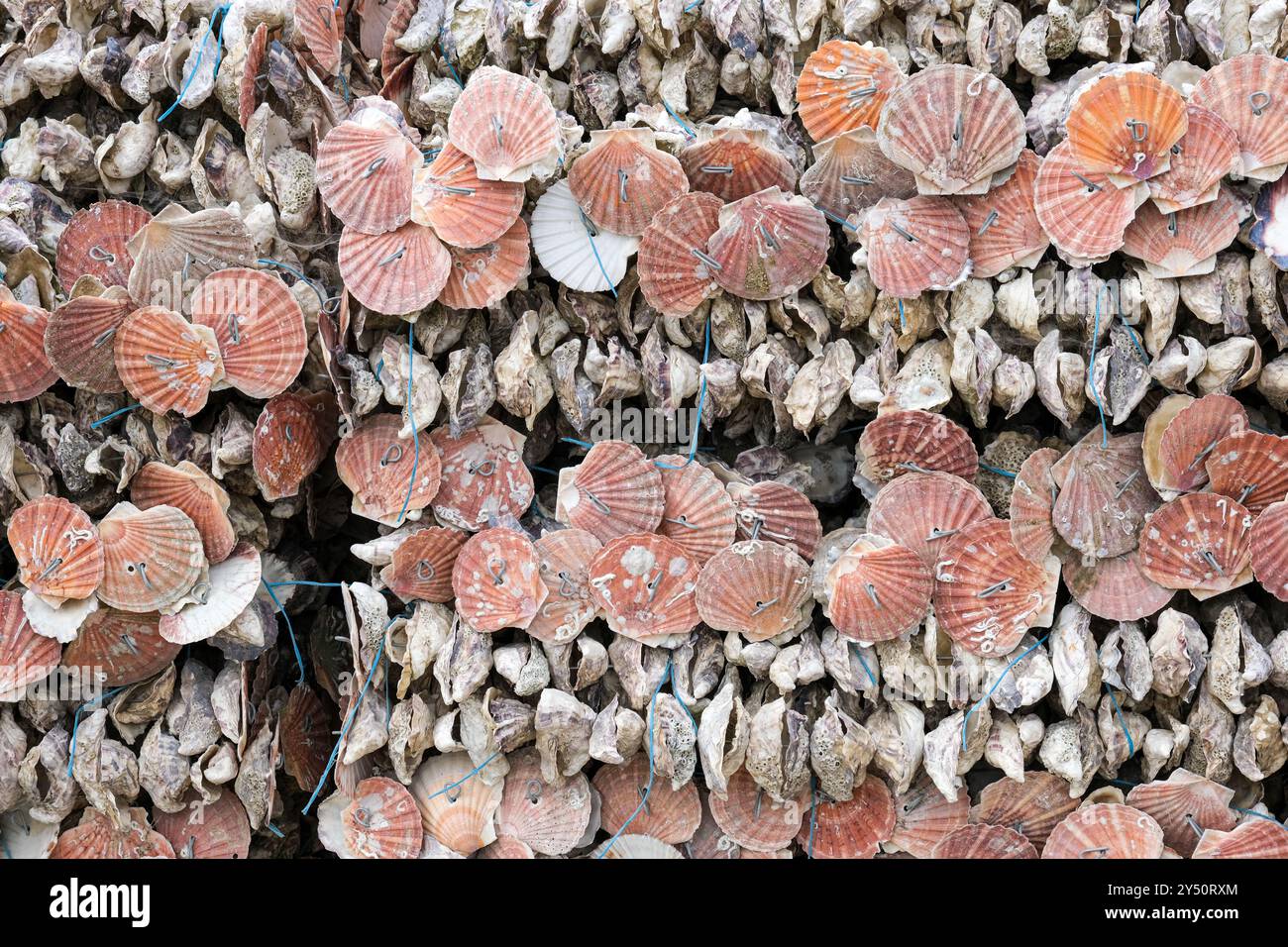 Wall made of scallop shells at La Tremblade, Charente Maritime, France ...