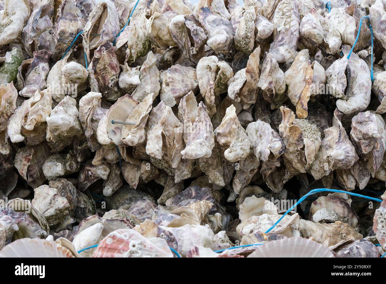 Wall made of oyster shells at La Tremblade, Charente Maritime, France ...