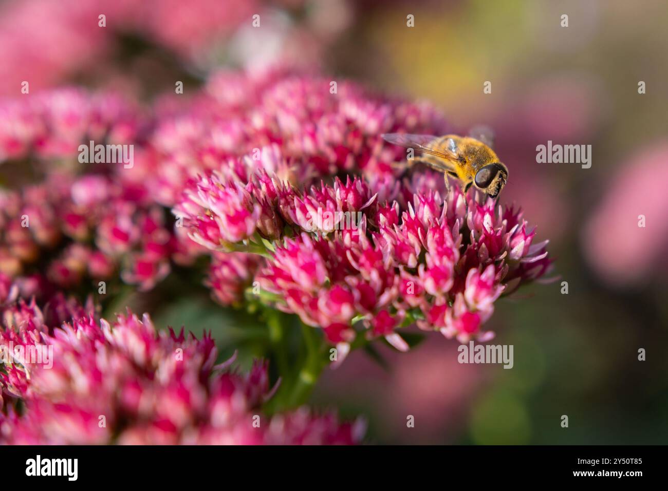 Closeup of a Bombus terrestris, the buff-tailed bumblebee or large ...