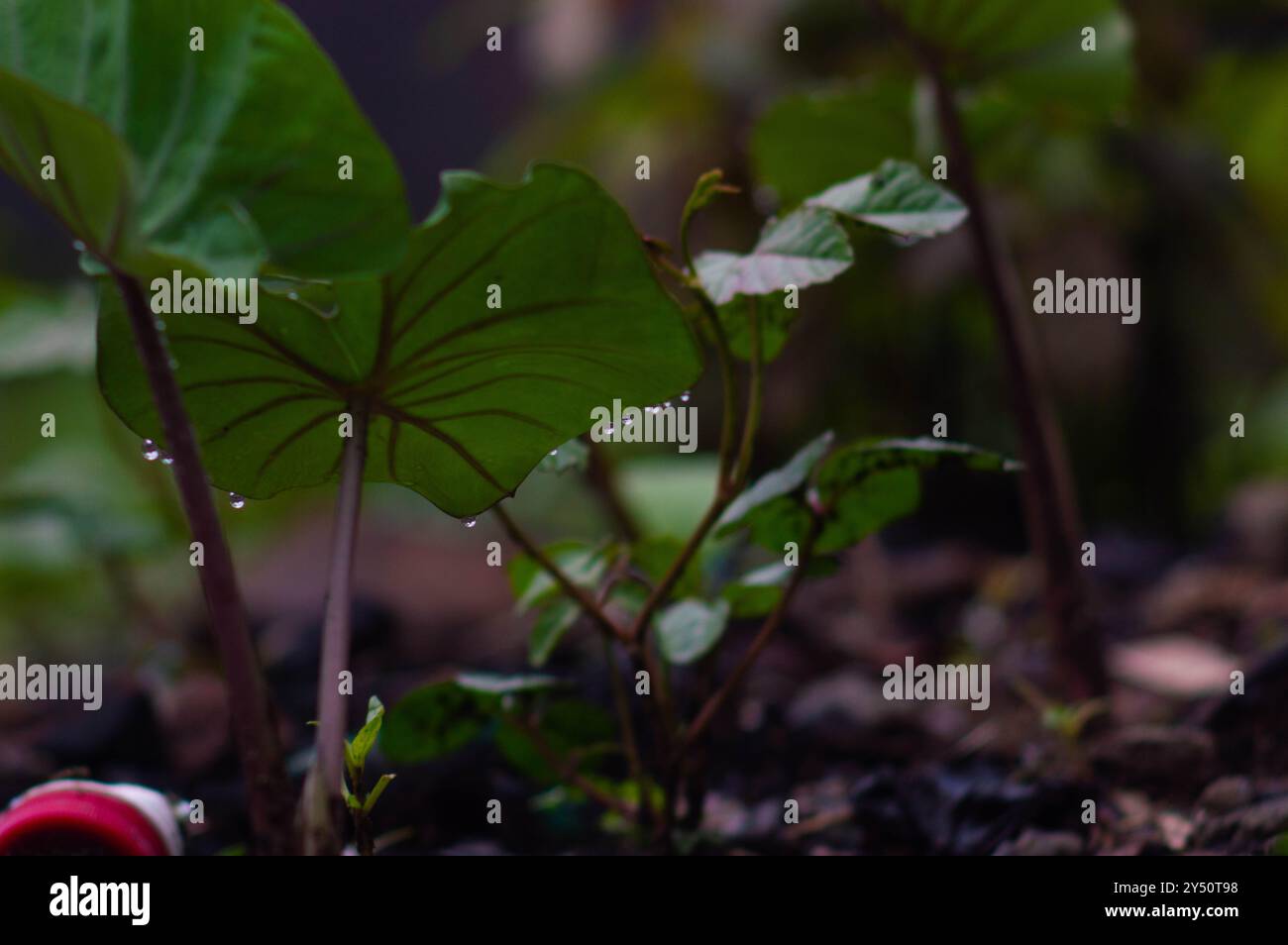 Taro plant hi-res stock photography and images - Alamy