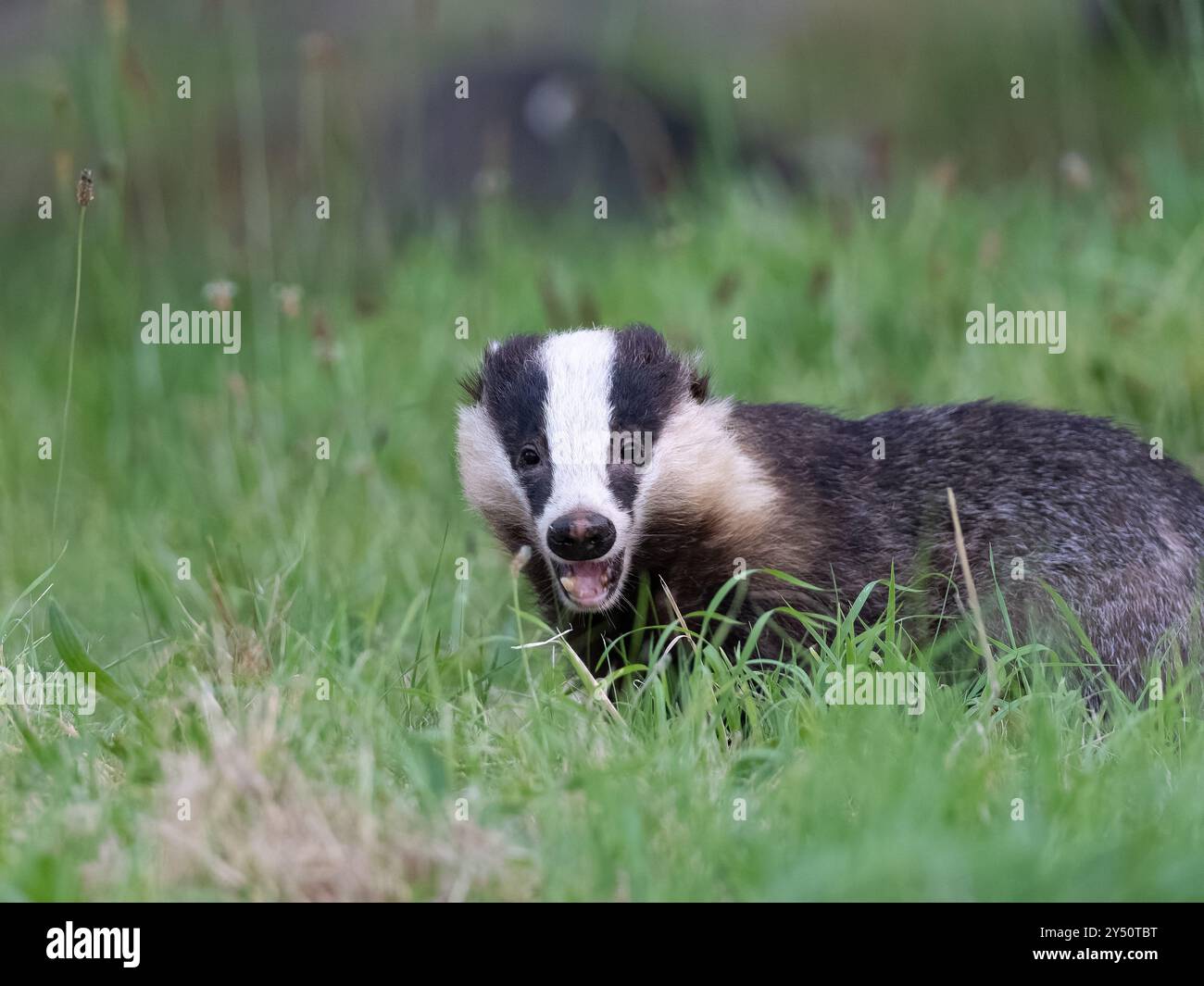 Beautiful Badger in the grass [ latin name meles meles ] Stock Photo ...