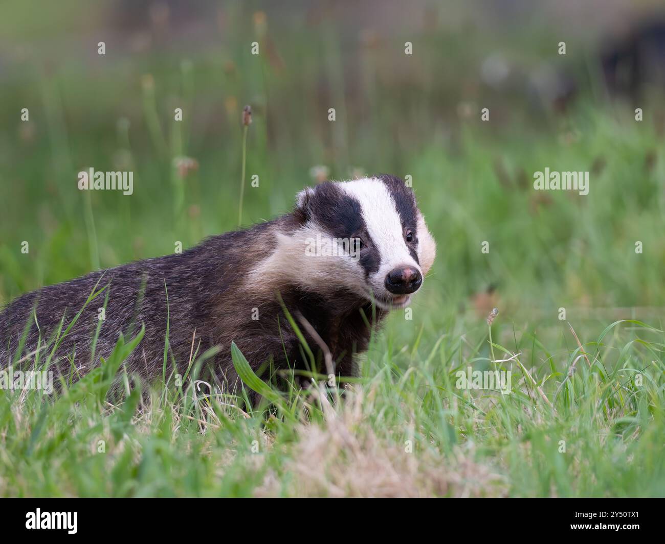 Beautiful Badger in the grass [ latin name meles meles ] Stock Photo ...
