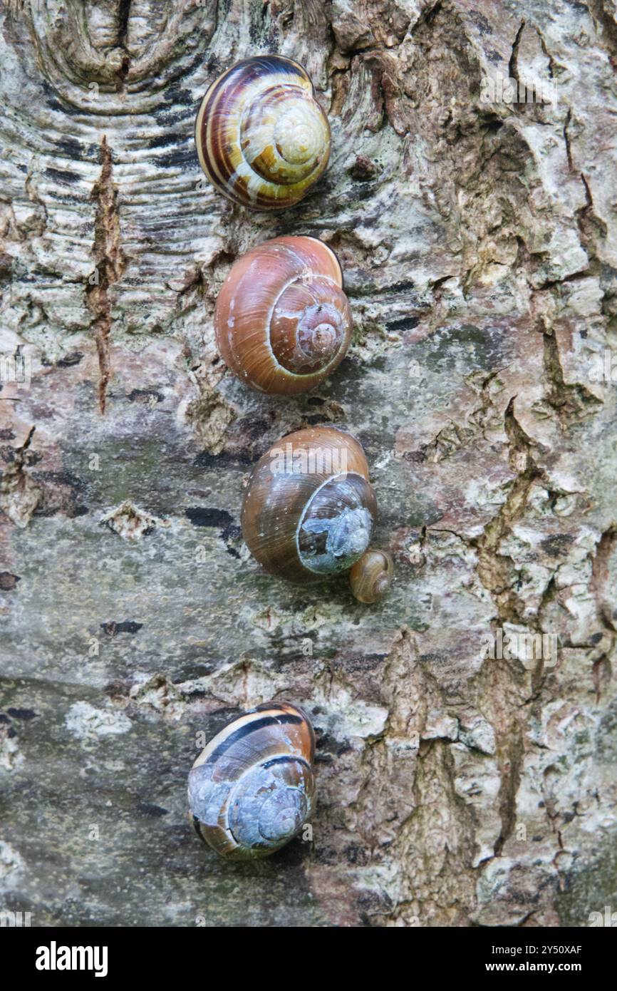 Polymorphism: four Grove snails with completely different colored ...