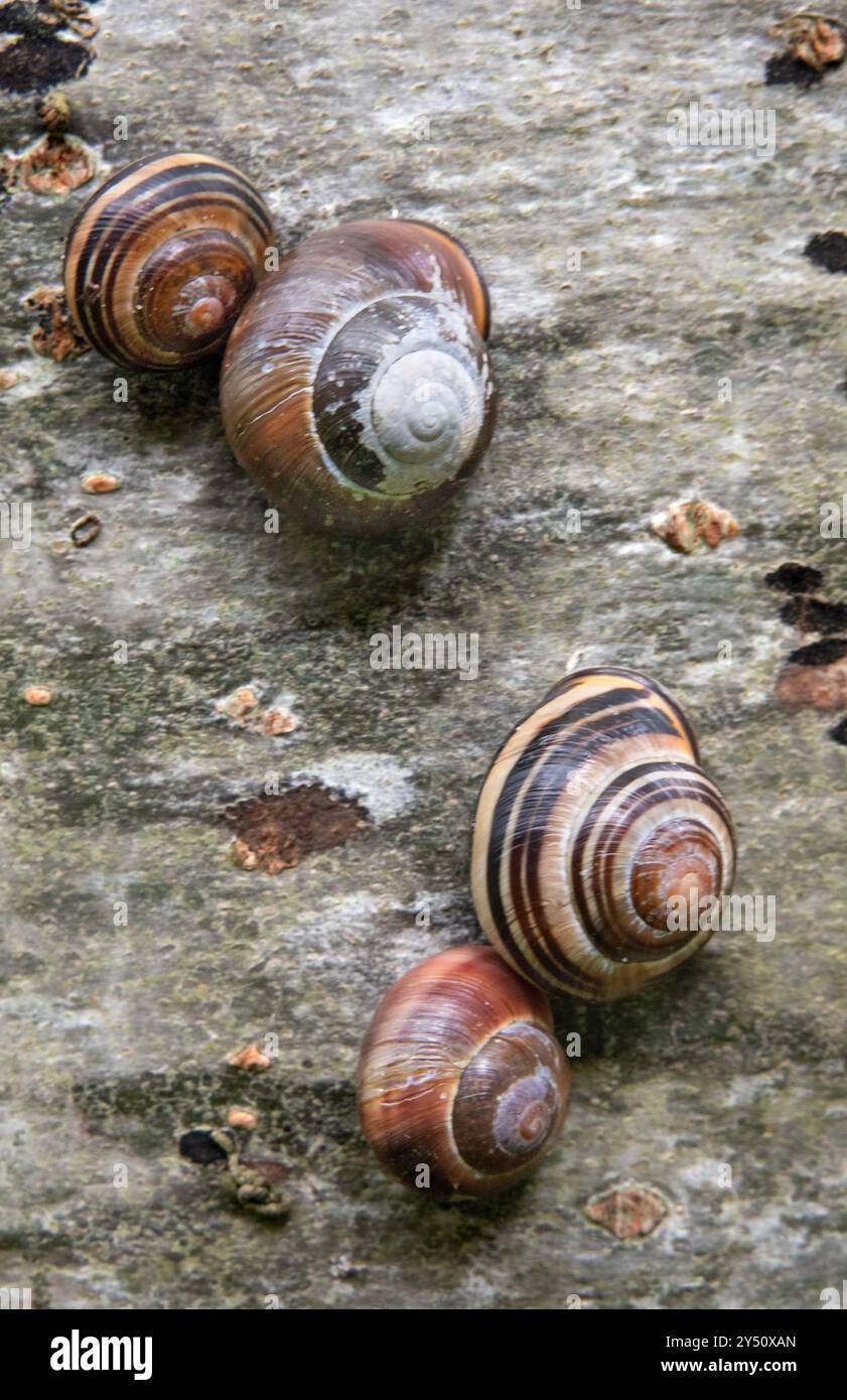 Polymorphism: four Grove snails with completely different colored ...