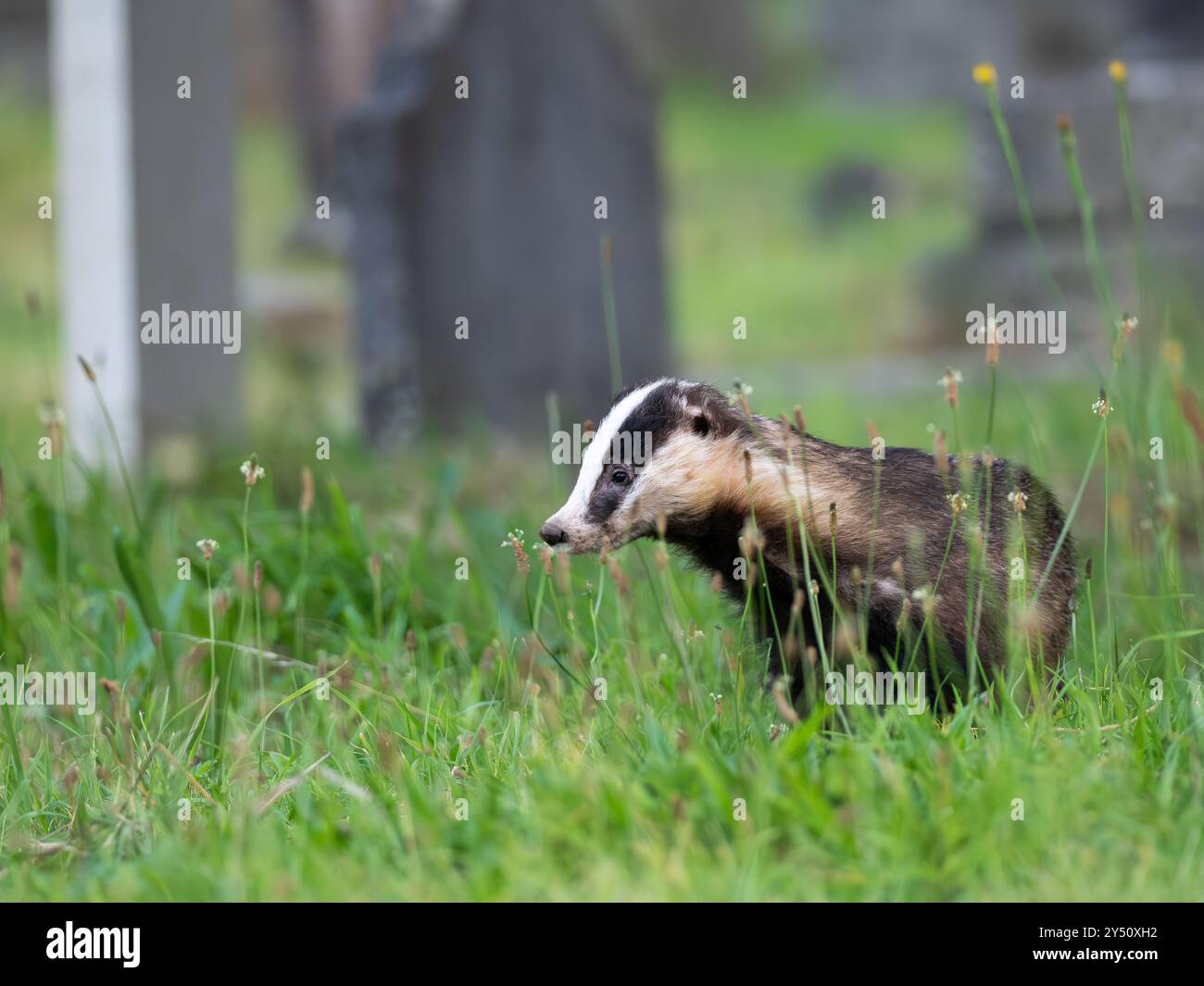 Beautiful Badger in the grass [ latin name meles meles ] Stock Photo ...