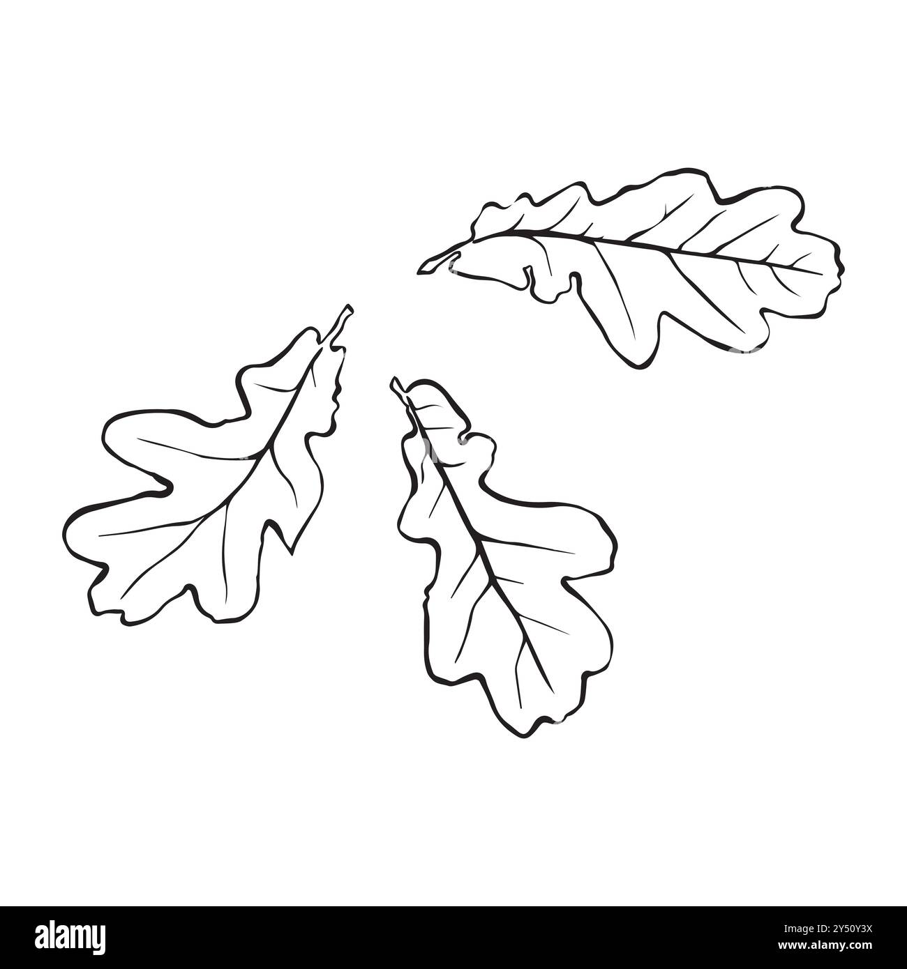 Linear graphic oak leaf pattern with veins isolated on white background ...