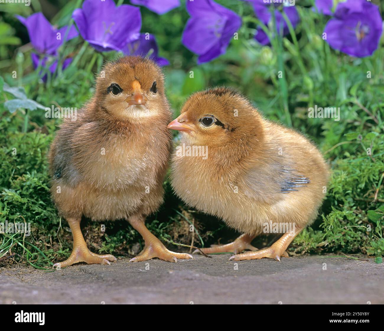One day old chickens Stock Photo - Alamy