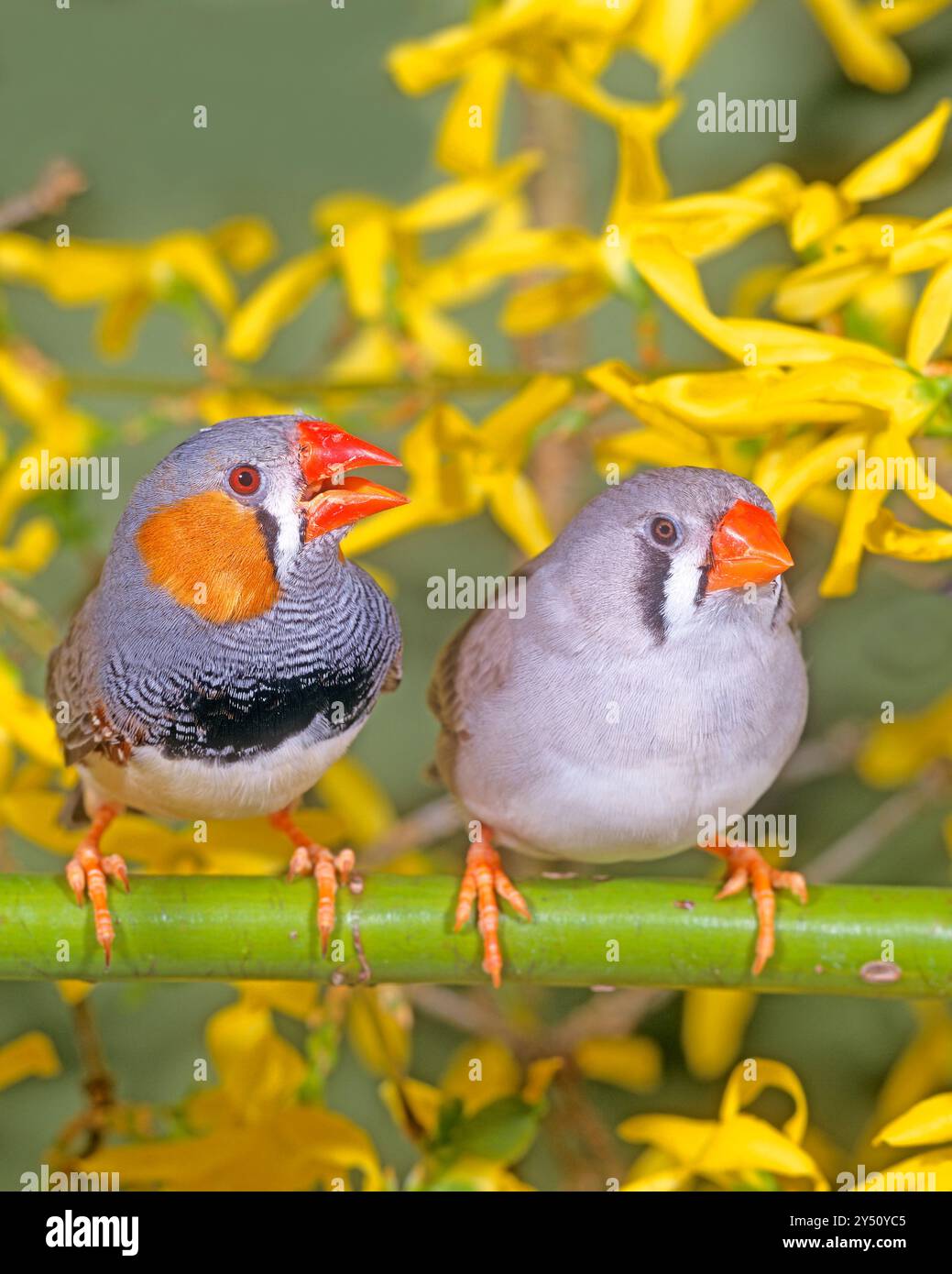 Zebra-finches couple perching in front of blossoming shrub. Taeniopygia ...