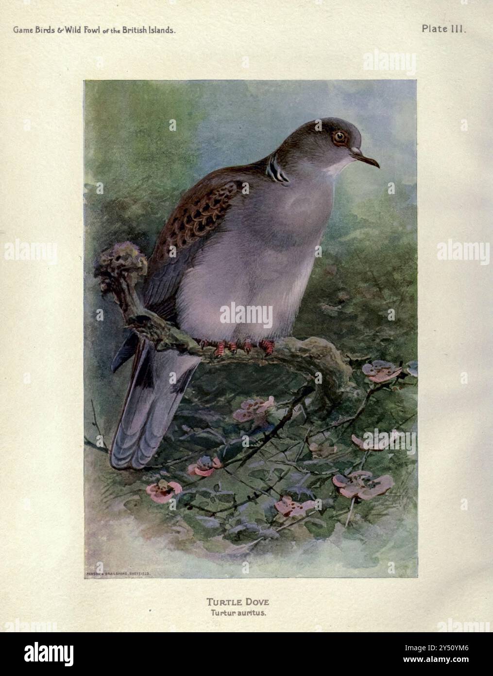 Illustrated european birds hi-res stock photography and images - Alamy