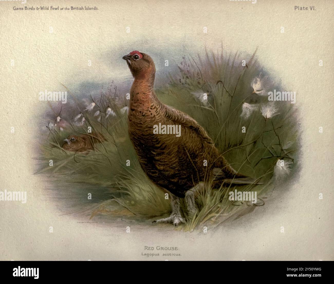 Heather moorland painting hi-res stock photography and images - Alamy