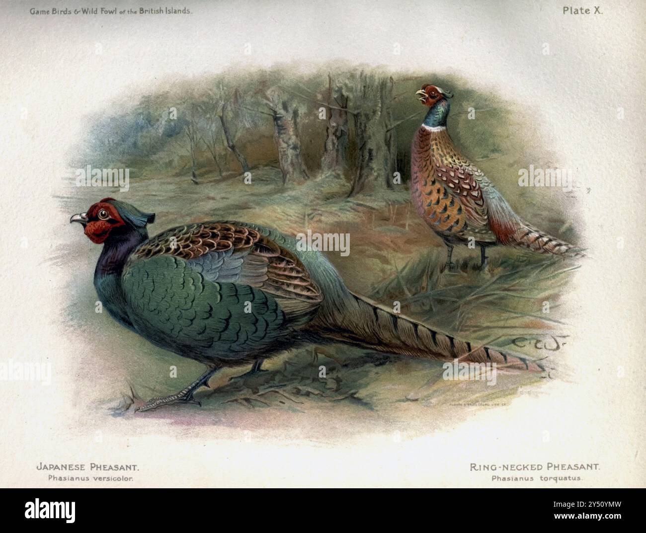 green pheasant (Phasianus versicolor), also known as the Japanese green pheasant (left) and ...