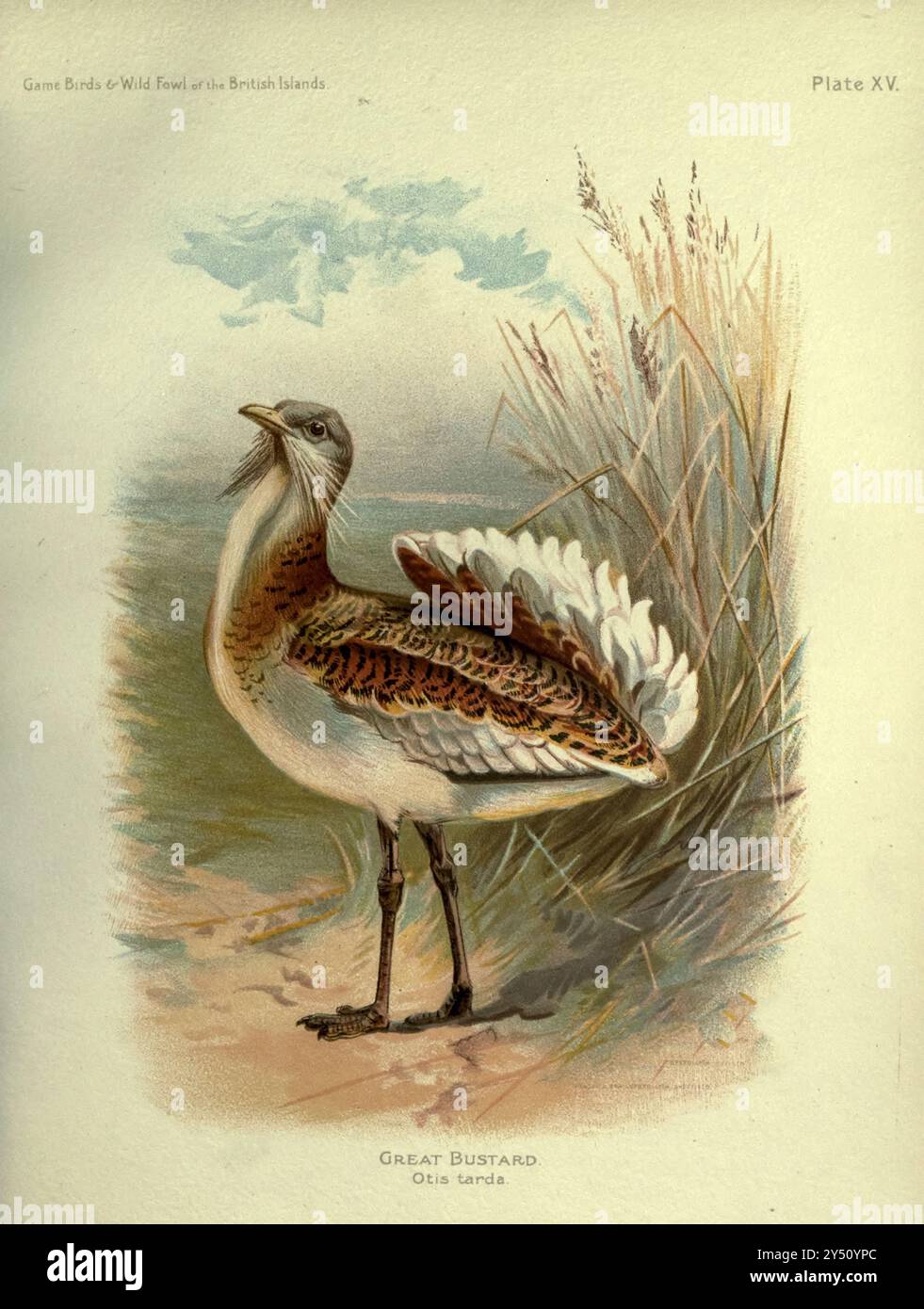 Great Bustard (Otis tarda) From The Game Birds and Wild Fowl of The ...