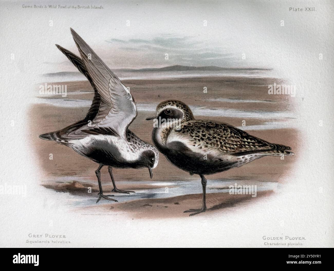 Grey Plover (Squatarola helvetica) [Left] Golden Plover (Charadrius ...