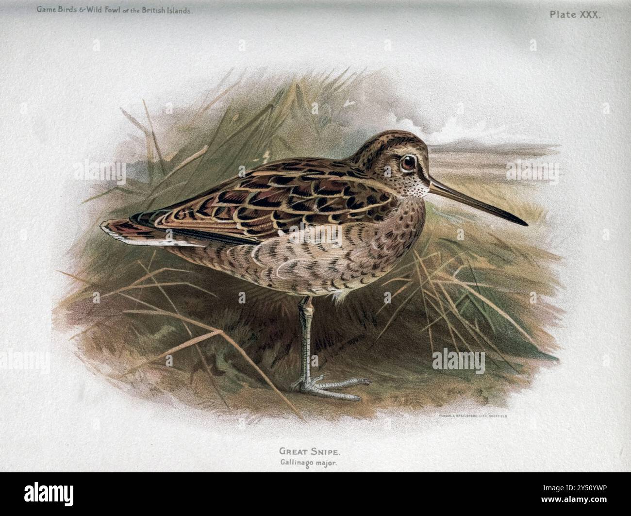 The great snipe (Gallinago media here as Gallinago major) is a small ...