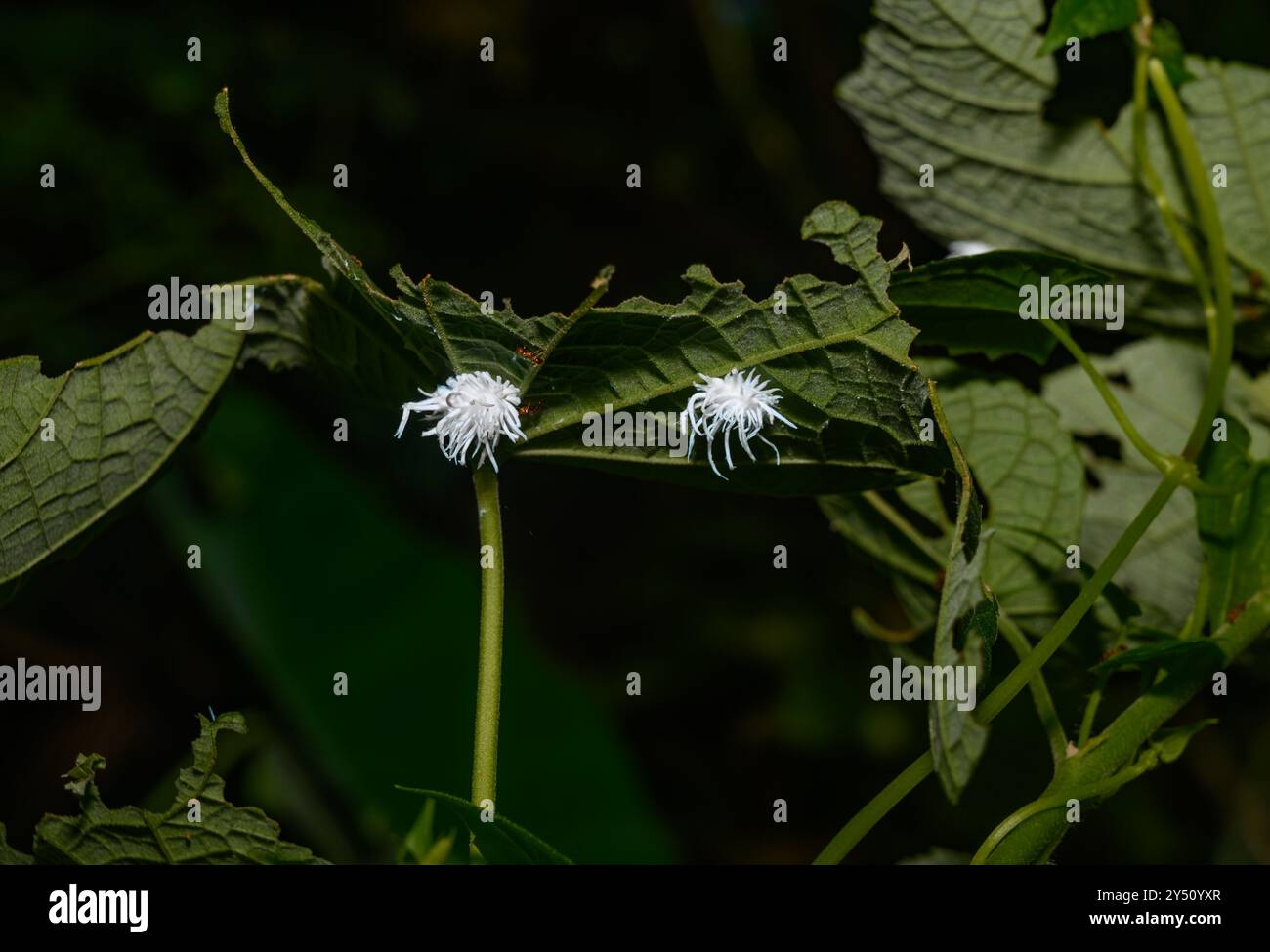 Coccinellidae, known as ladybugs or ladybird beetles, is a widespread ...