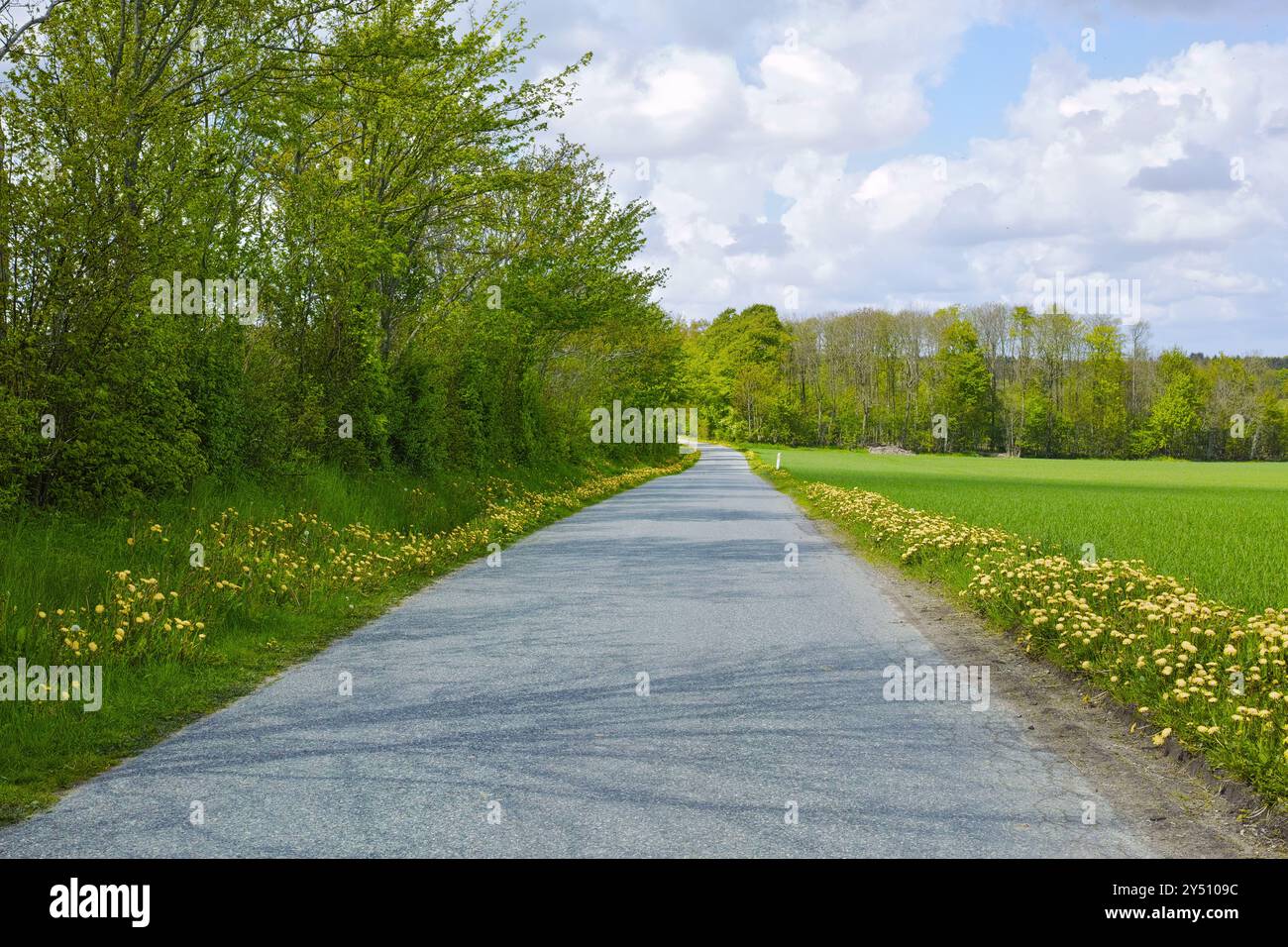 Empty road, travel and journey to nature for view, forest and weekend ...