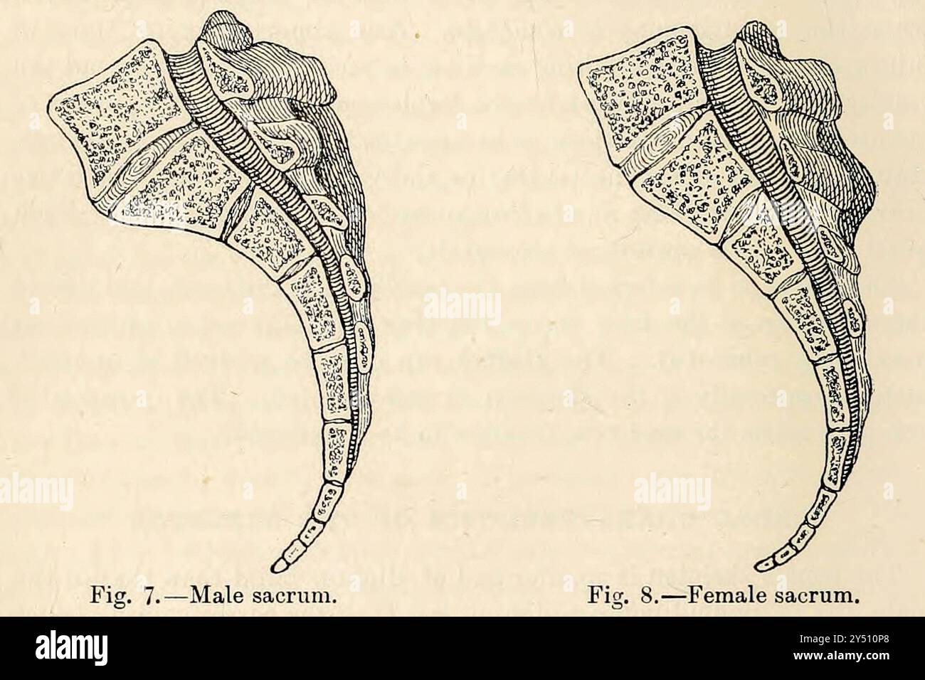 Female pelvis hi-res stock photography and images - Alamy