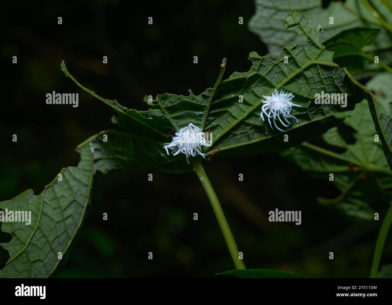 Coccinellidae, known as ladybugs or ladybird beetles, is a widespread ...