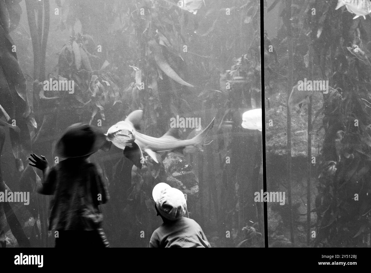 Two children observing sharks in the Cape Town Aquarium, South Africa ...