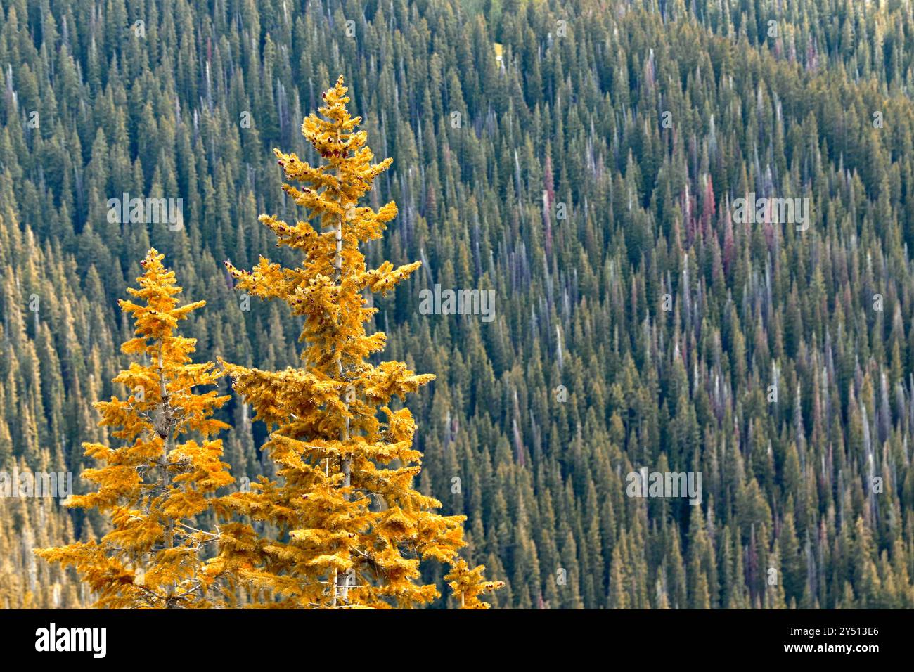 Signs of autumn hi-res stock photography and images - Alamy
