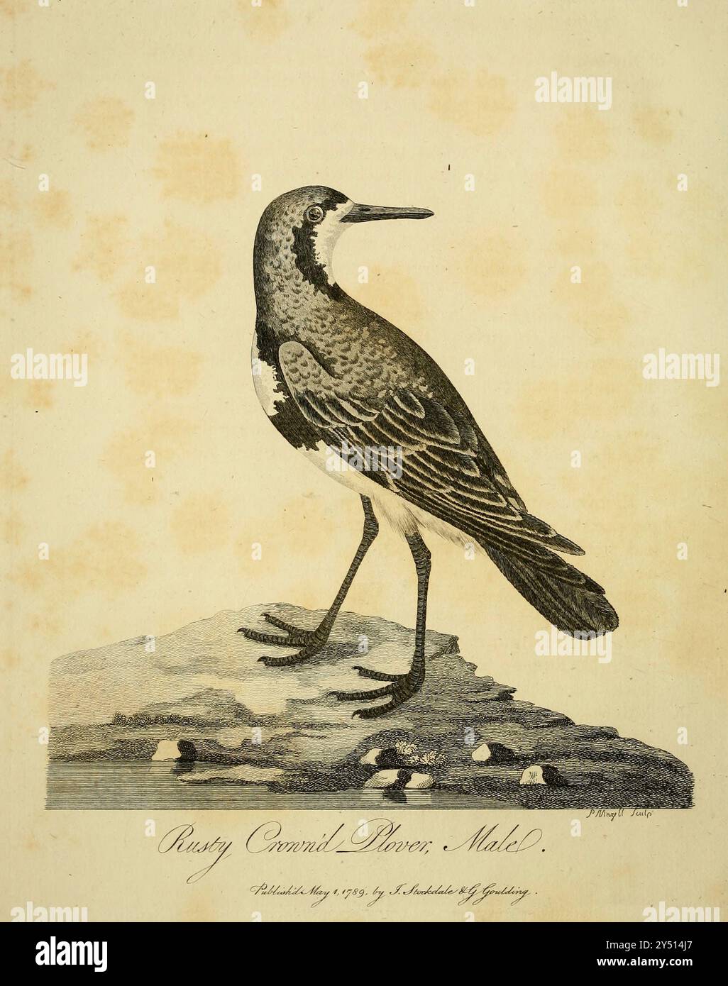 Male Rusty Crowned Plover from the Falkland Islands from A Voyage ...