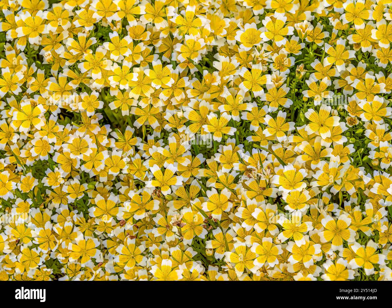 Close-up of Limnanthes douglassi (Douglas marsh flower) flowers Stock ...