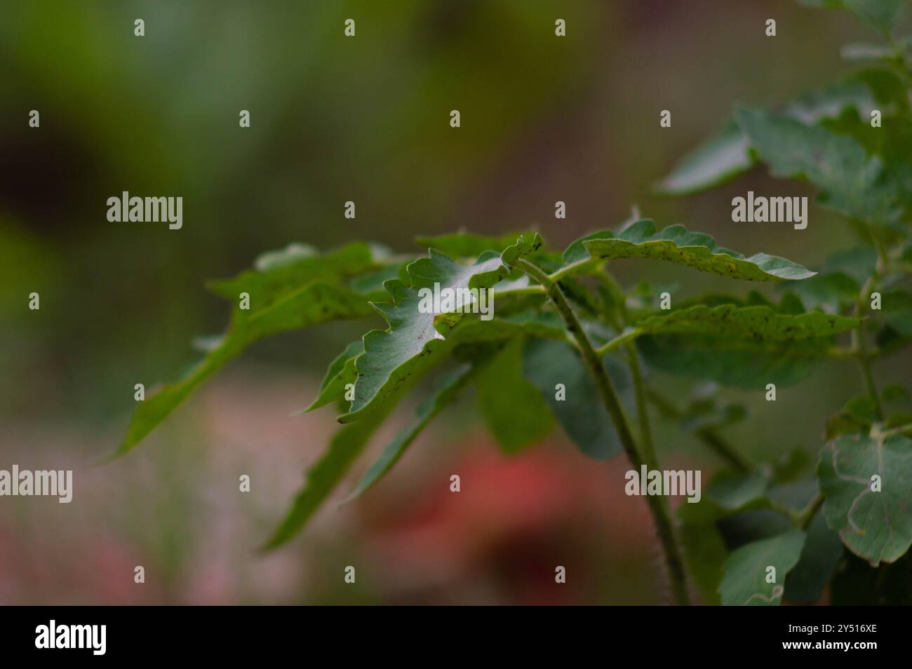 Wild tomato plant hi-res stock photography and images - Alamy