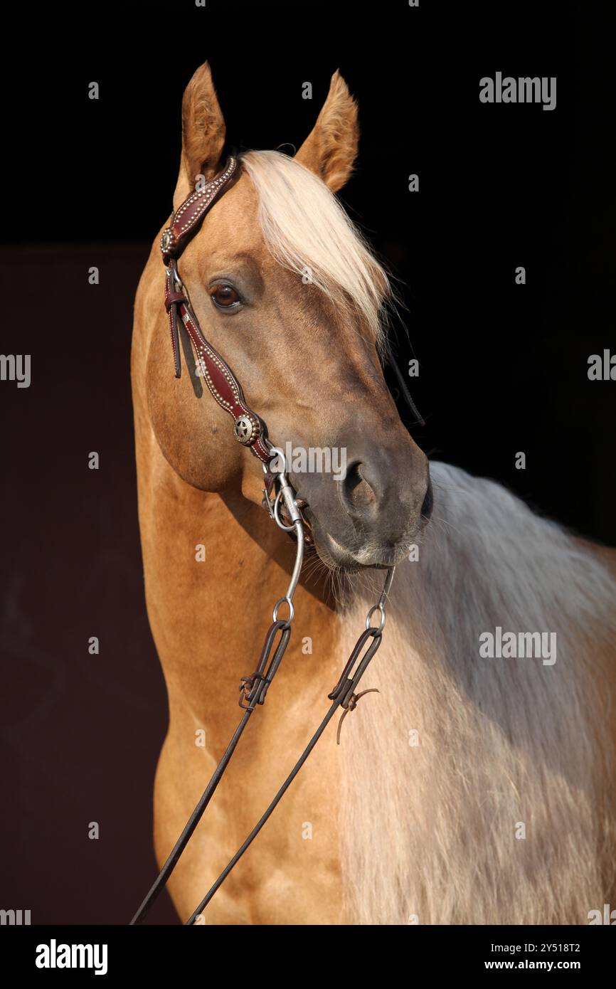 Amazing palomino quarter horse with long mane with black background Stock Photo - Alamy