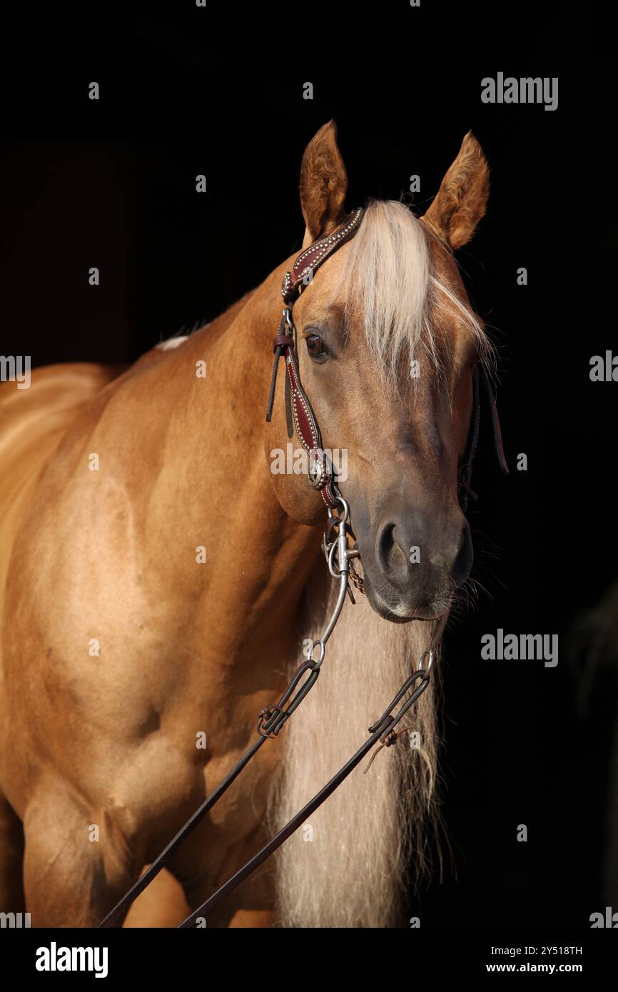 Amazing palomino quarter horse with long mane with black background Stock Photo - Alamy