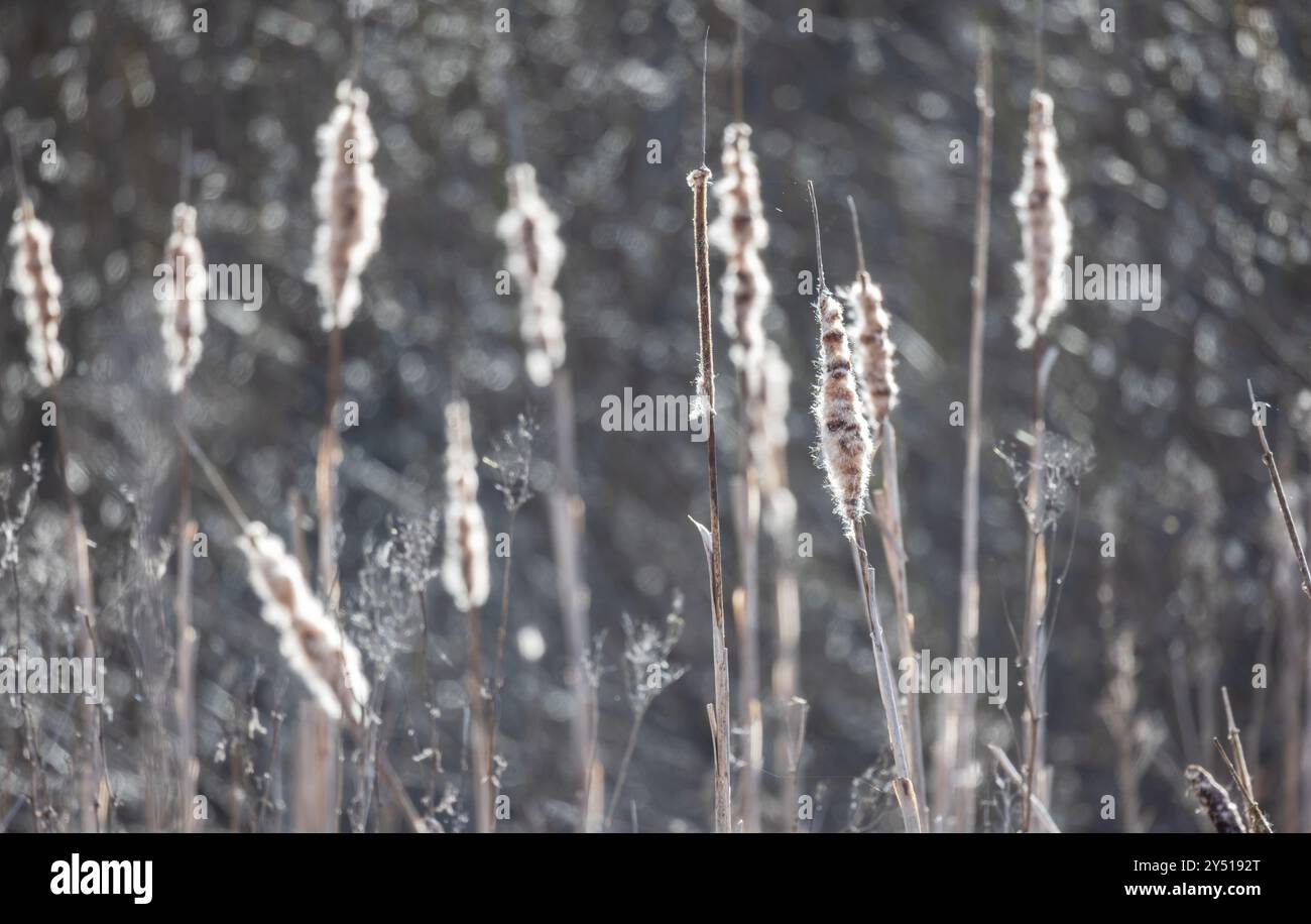 Dry Typha plants with fluff in winter season. Close-up photo with soft ...