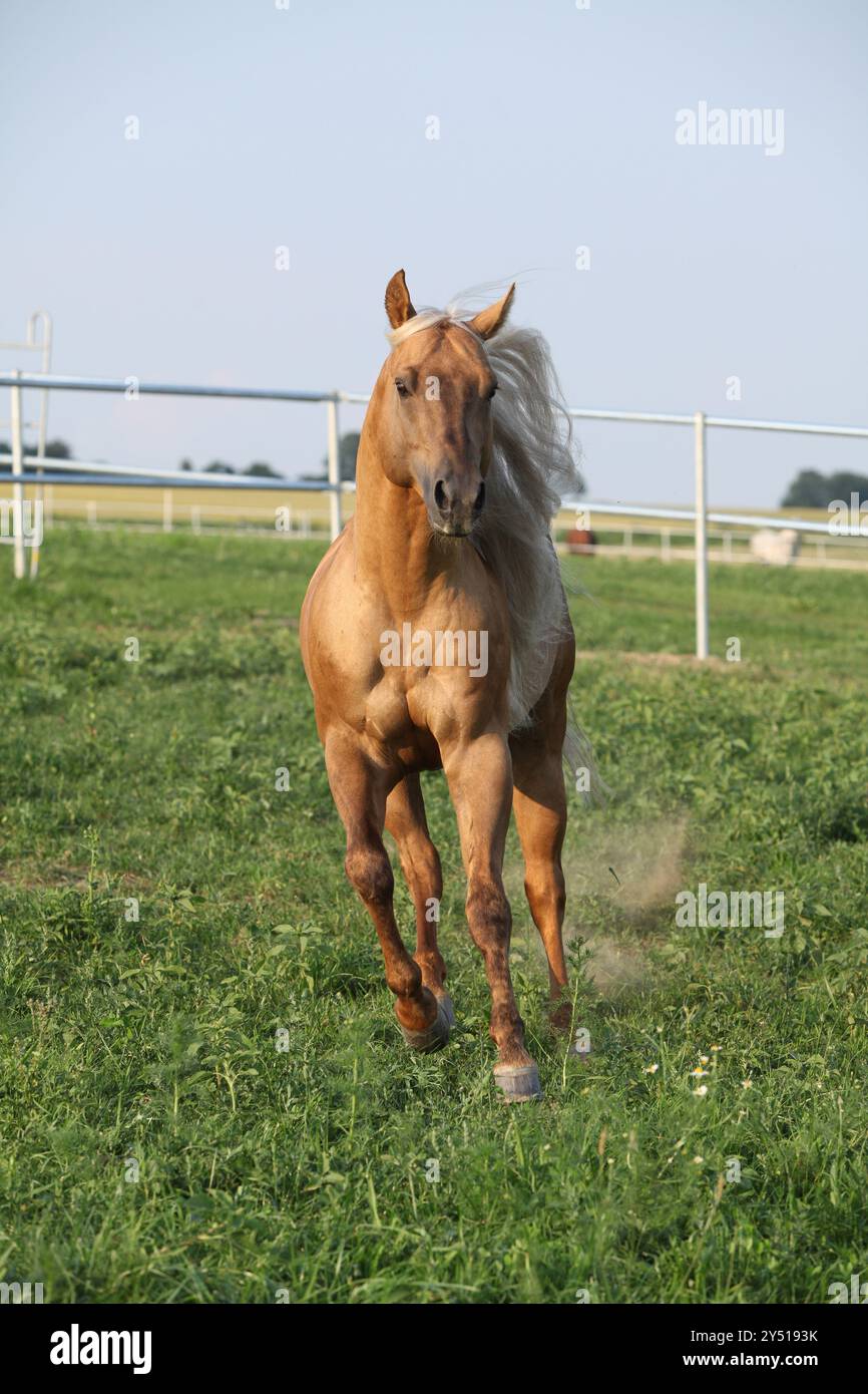 Amazing palomino quarter horse with long mane in moving Stock Photo - Alamy