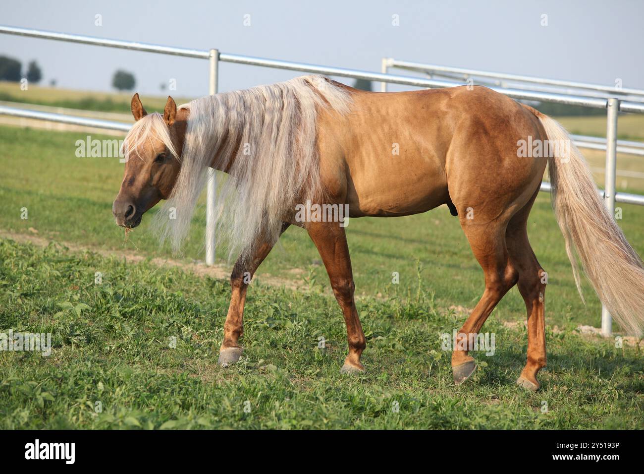 Amazing palomino quarter horse with long mane in moving Stock Photo - Alamy