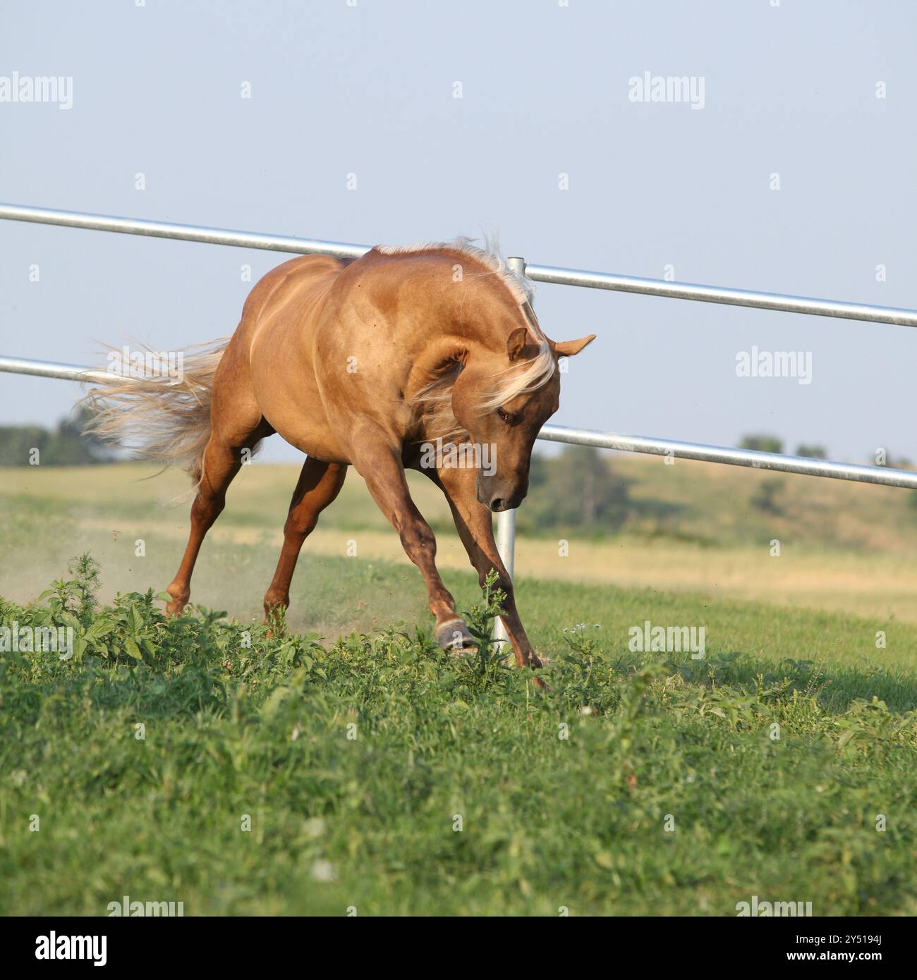 Amazing palomino quarter horse with long mane in moving Stock Photo - Alamy