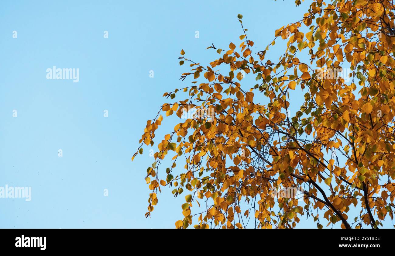 Yellow birch tree leaves are under blue sky, autumn background photo ...