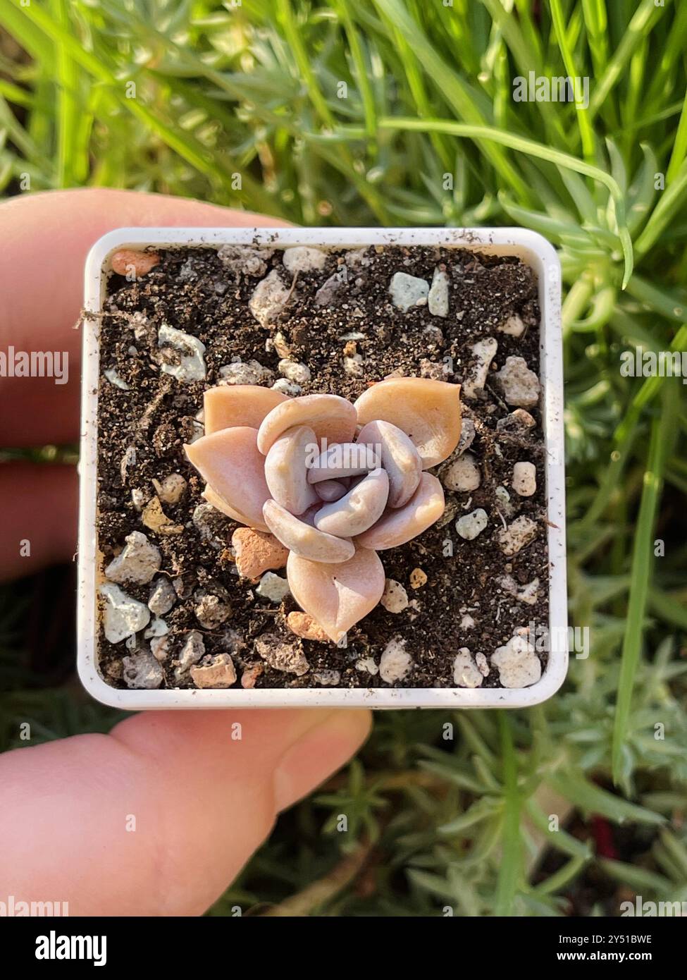 Rosette of Echeveria Pastel Leon succulent plant flower on colorful ...