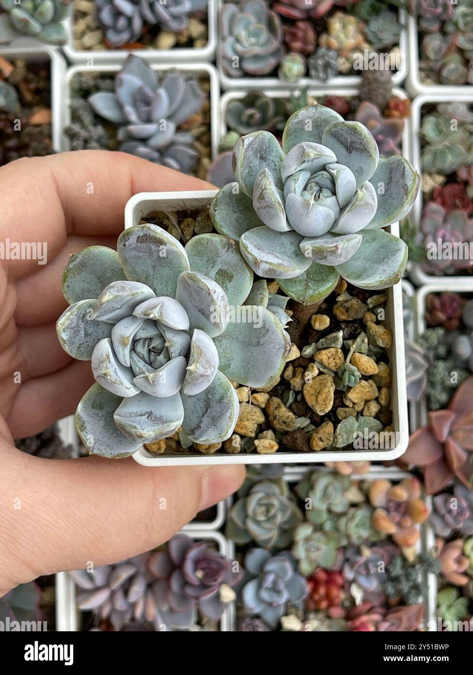 Claster of Echeveria Snow Bunny flower top view. Beautiful natural ...