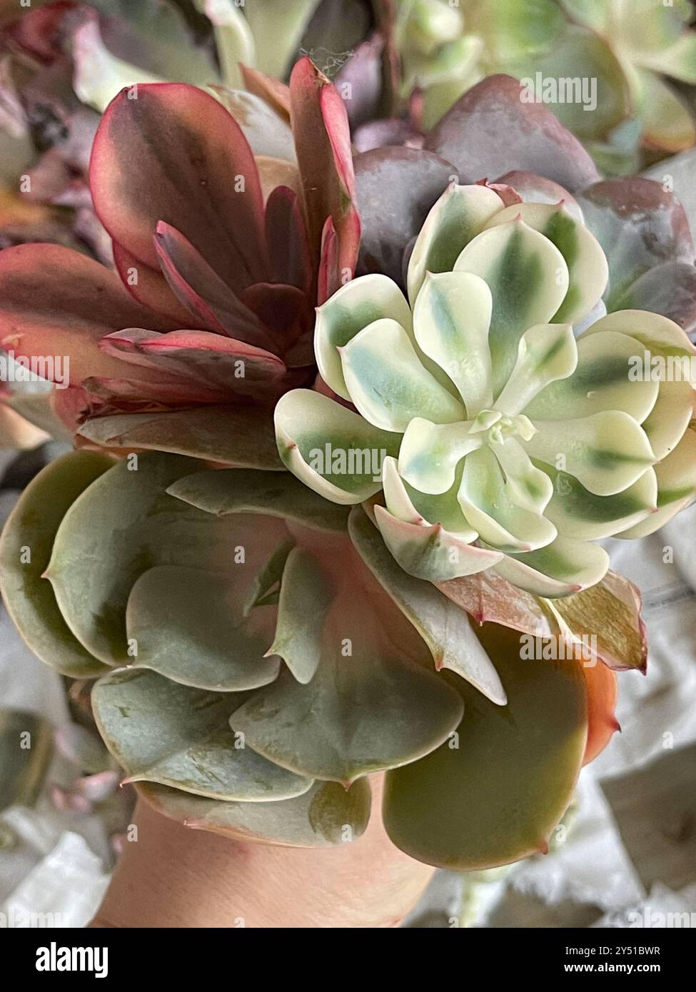Succulents from Asian parcel. Echeveria flowers Stock Photo - Alamy