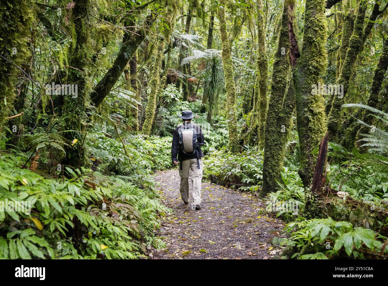 Hiking in the forest towards Marokopa Falls. Waikato. North Island. New ...