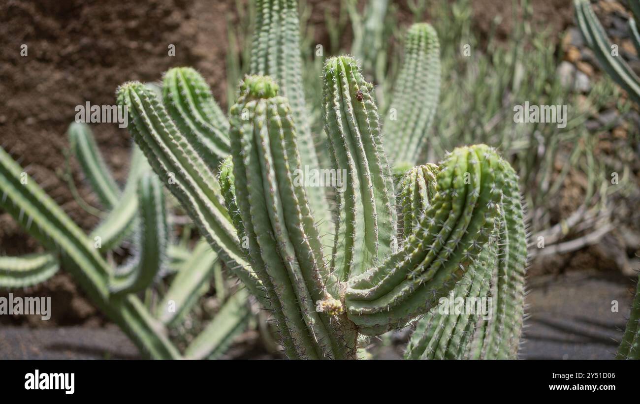 Cactus garden in lanzarote with echinopsis pachanoi during daylight ...