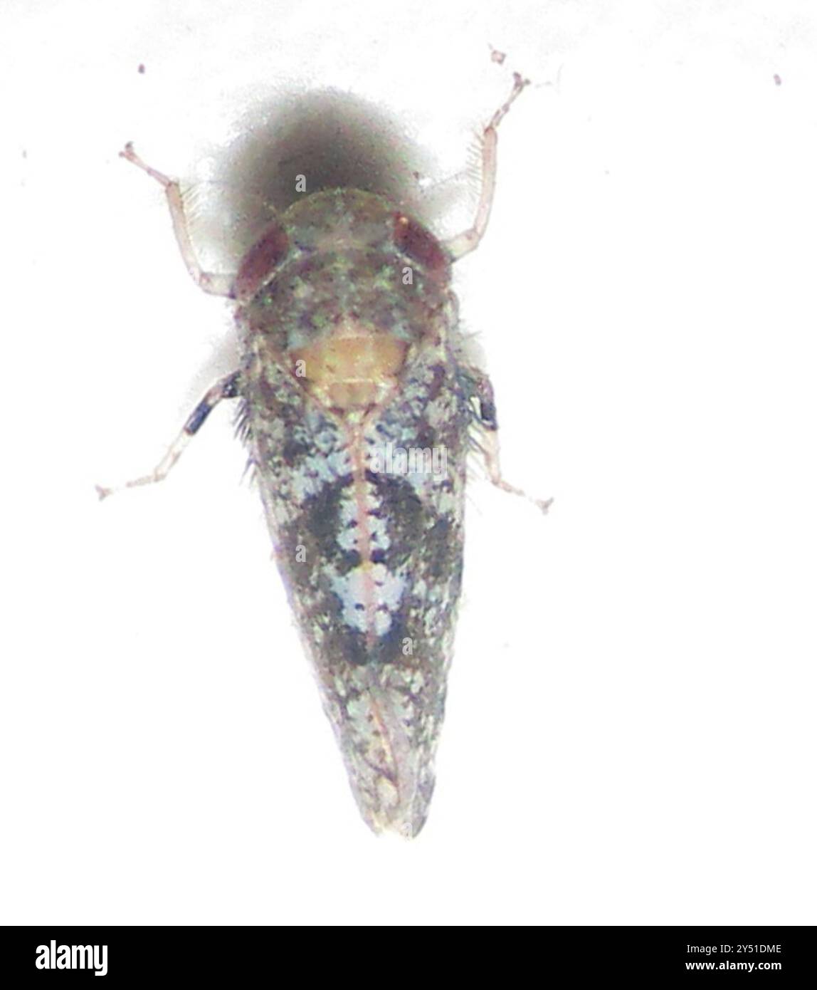 Typical Leafhoppers (Cicadellidae) Insecta Stock Photo - Alamy