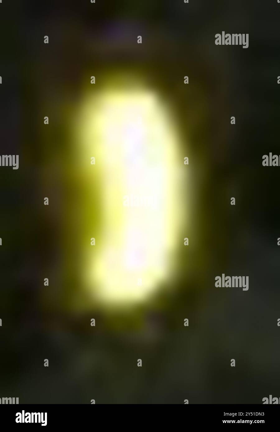 Fireflies (Lampyridae) Insecta Stock Photo - Alamy