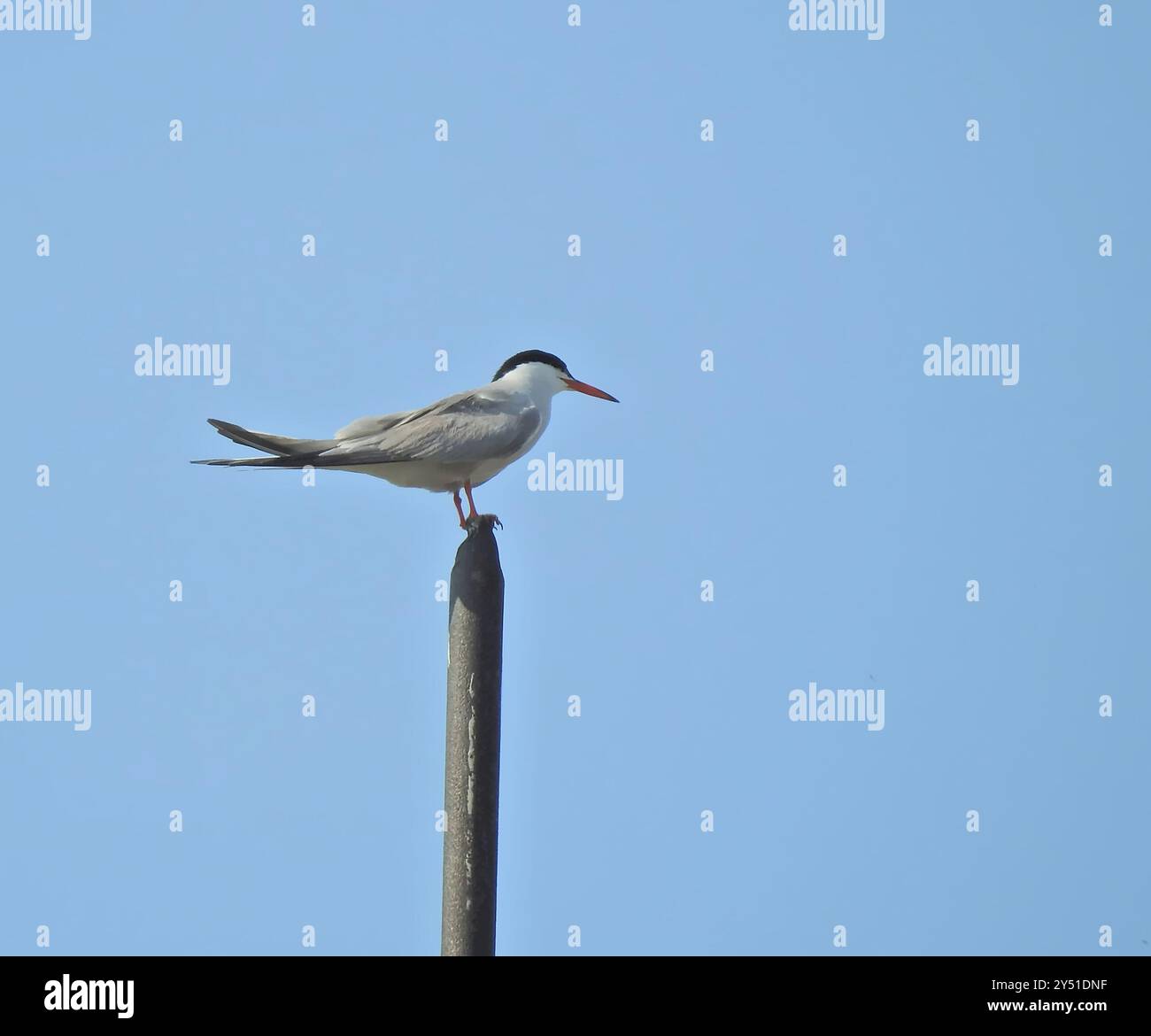 Common Tern (Sterna hirundo) Aves Stock Photo - Alamy