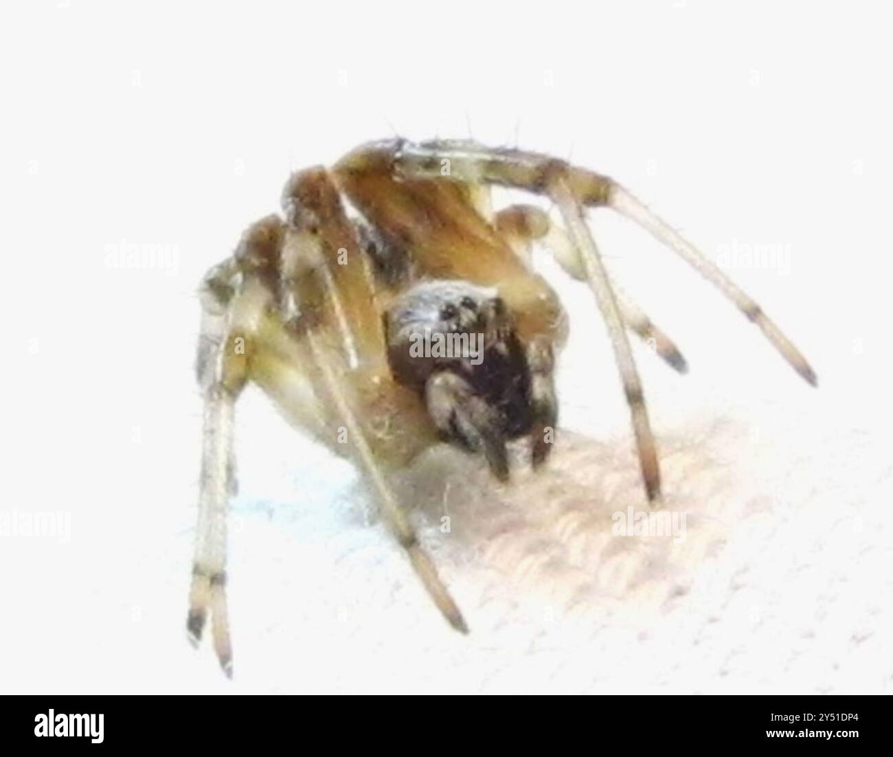Labyrinth Orbweaver (Metepeira labyrinthea) Arachnida Stock Photo - Alamy