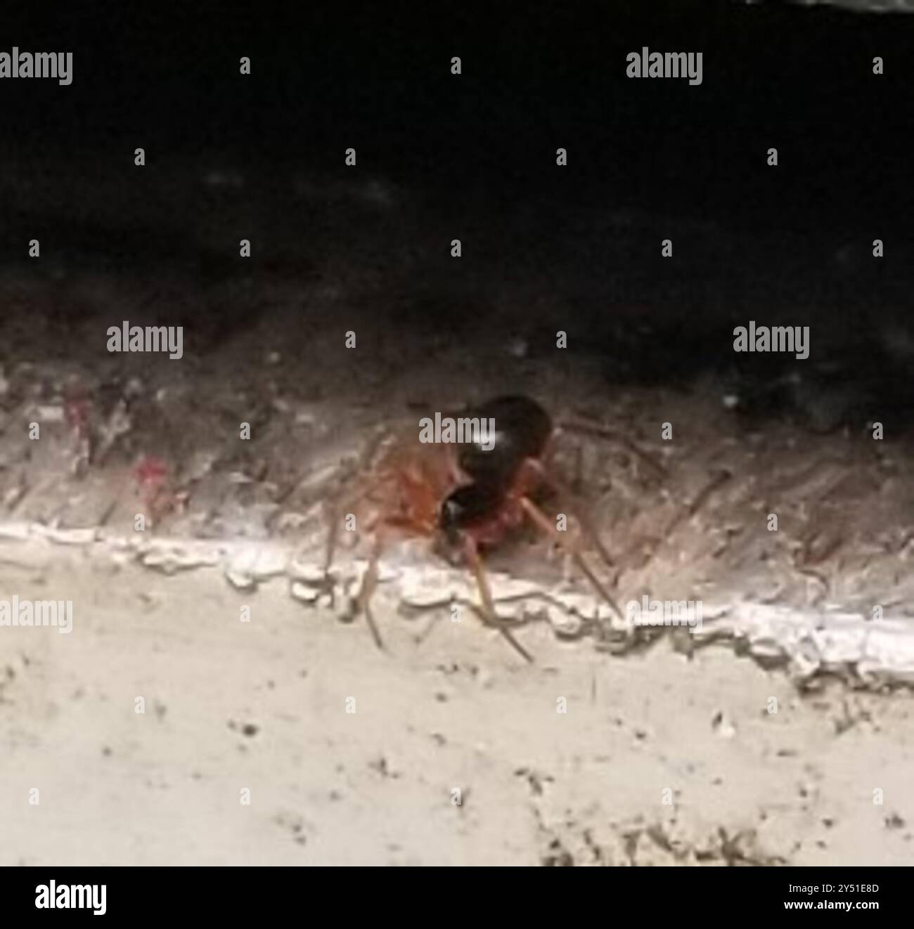 Dwarf Spiders (Erigoninae) Arachnida Stock Photo - Alamy